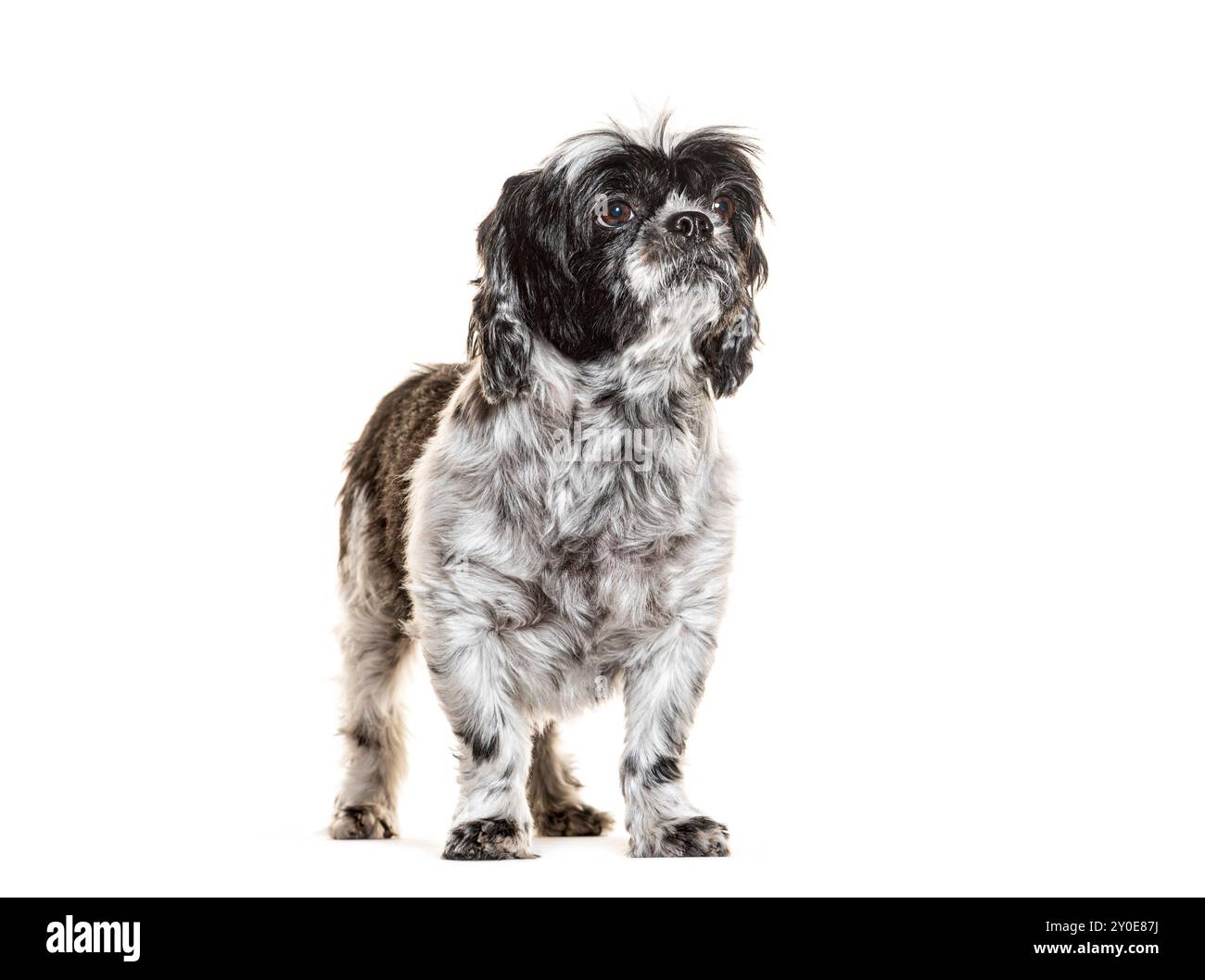 Standing Shi tzu looking up, begging, isolated on white Stock Photo - Alamy
