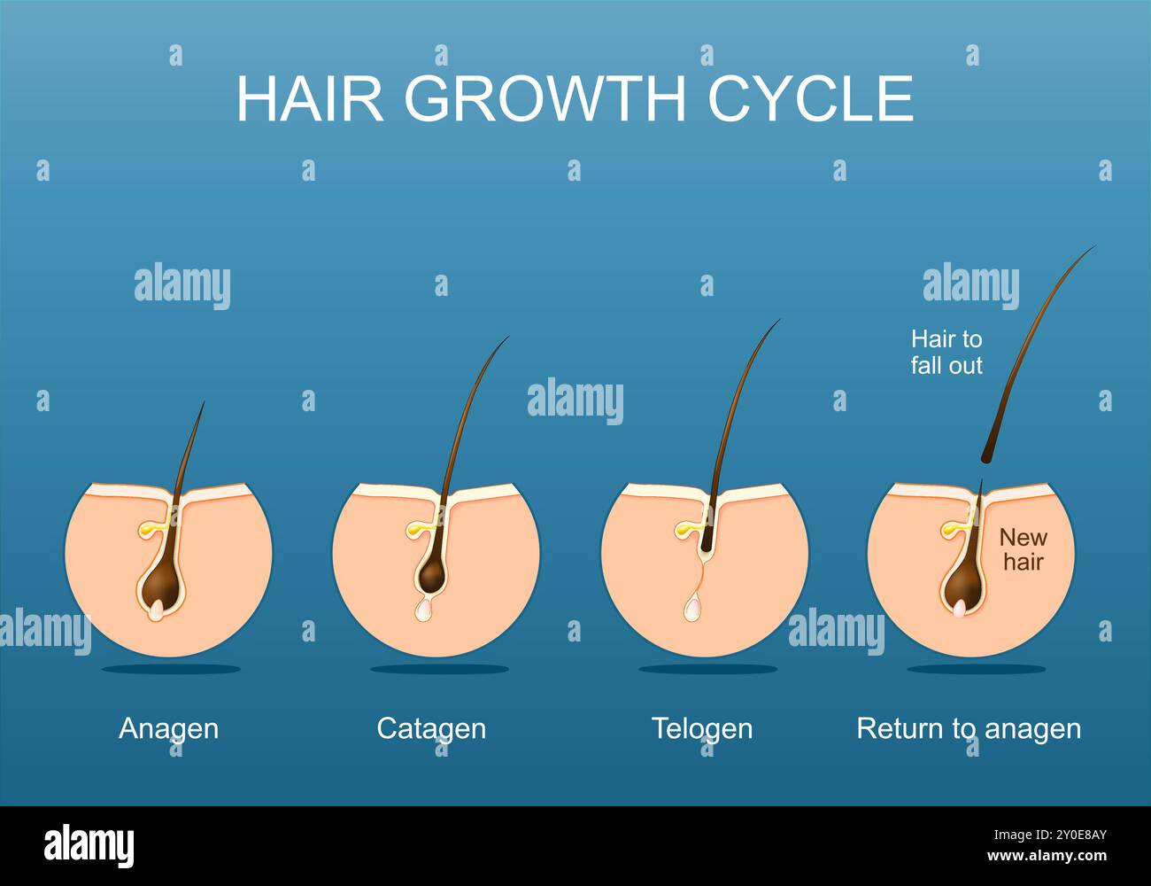 Hair Growth Cycle Follicle Anatomy Hair Growth Phase Step By Step