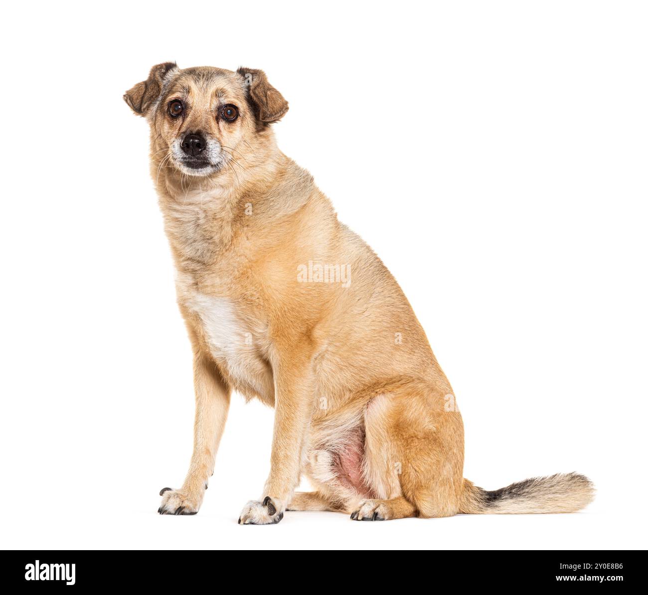 Old Mongrel Dog, isolated on white Stock Photo - Alamy