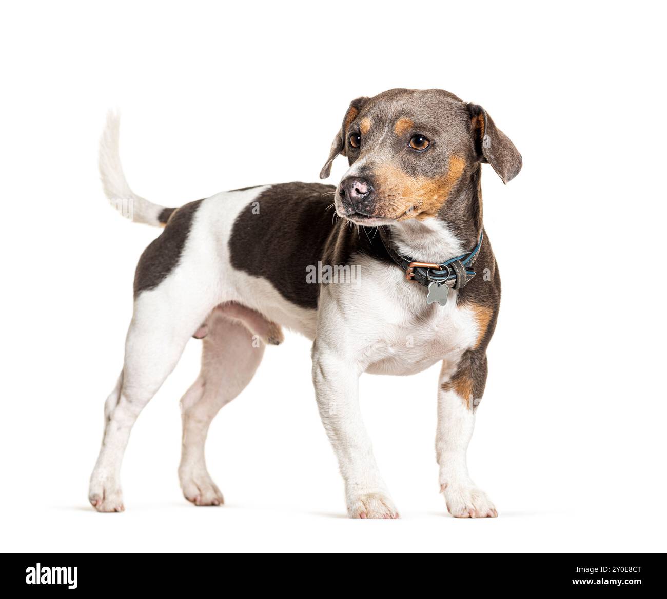Jack Russel Terrier wearing a collar, isolated on white Stock Photo - Alamy