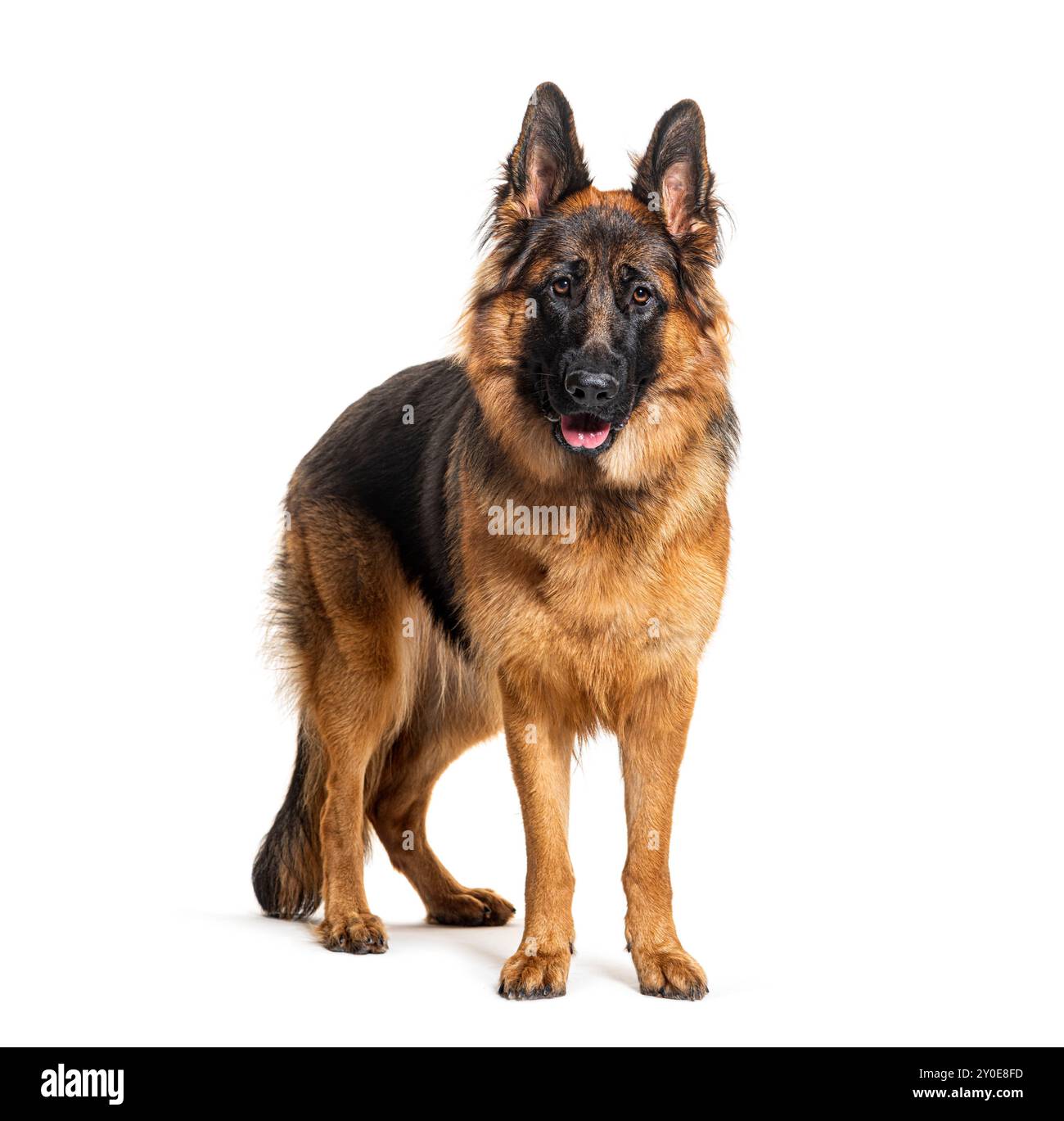 Standing and panting German shepherd, isolated on white Stock Photo - Alamy