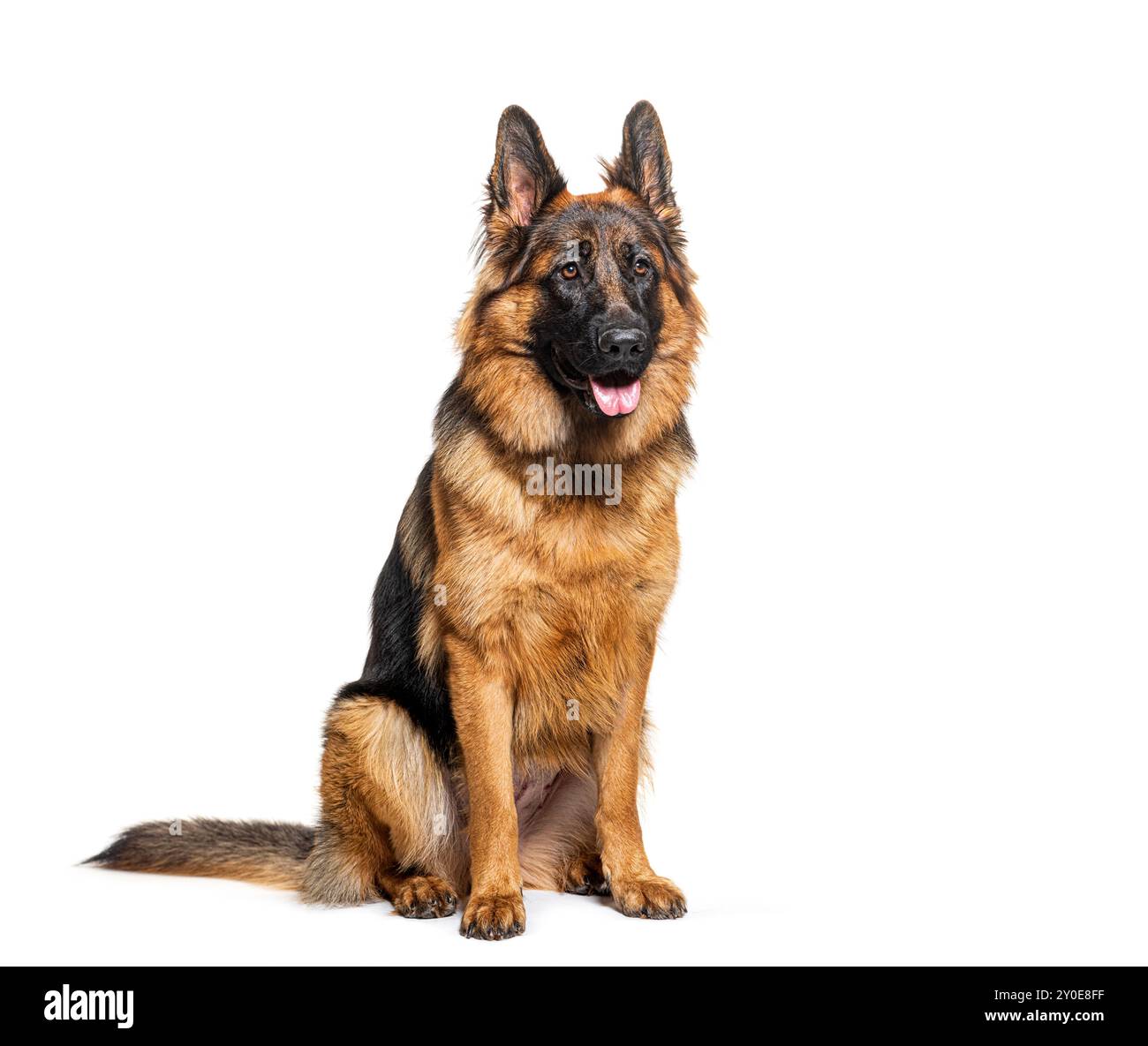 Sitting and panting German shepherd, isolated on white Stock Photo - Alamy