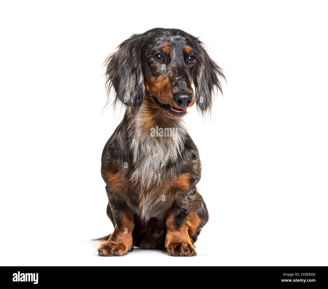 Blue merle Dachshund panting and looking away, isolated on white Stock ...