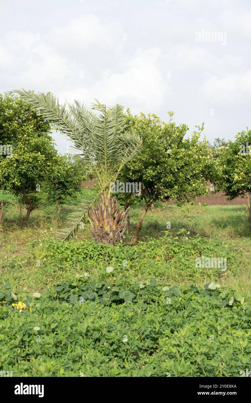 Palm tree fronds growth hi-res stock photography and images - Alamy