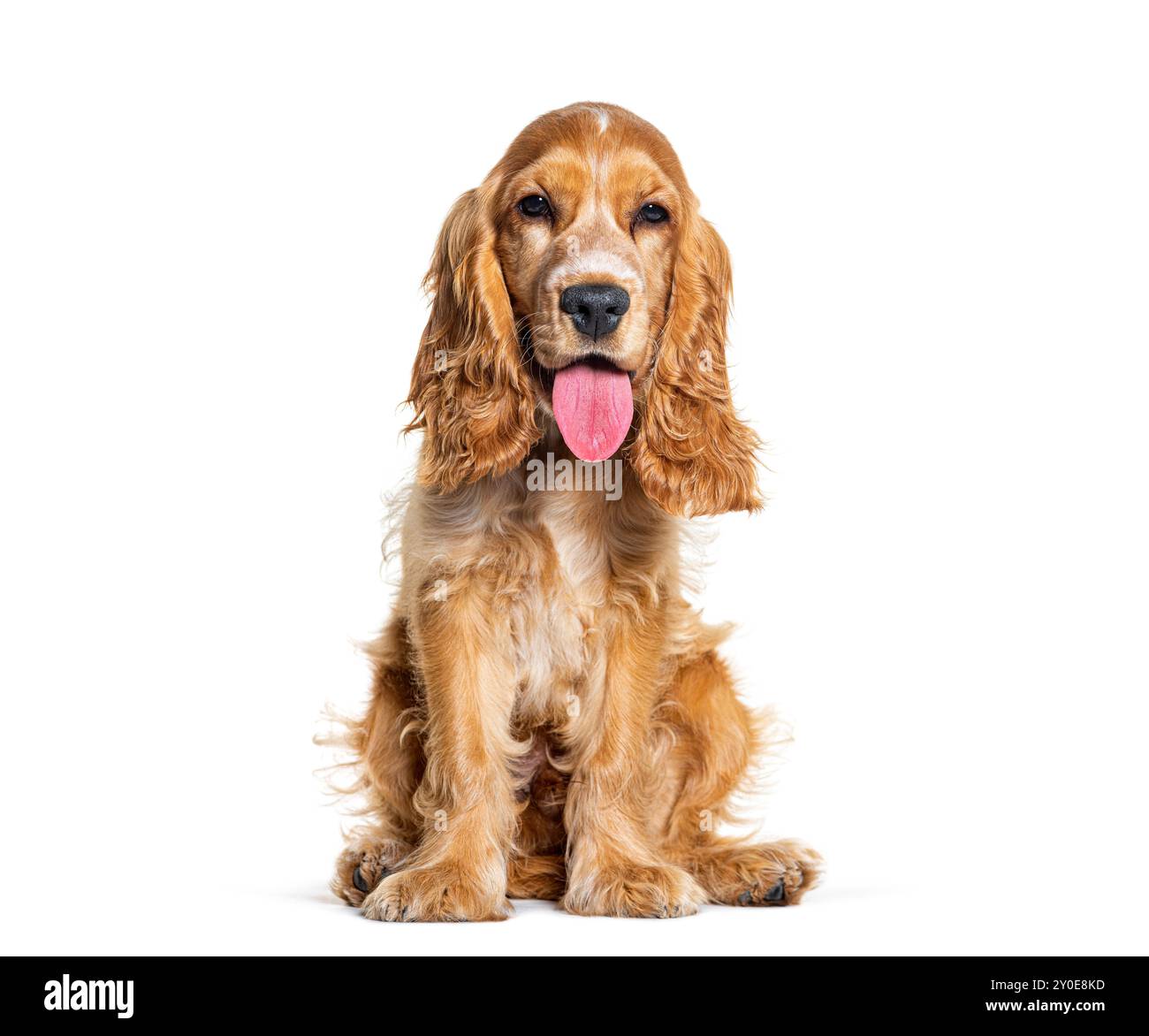 Sitting English cocker spaniel looking at the camera, isolated on white ...