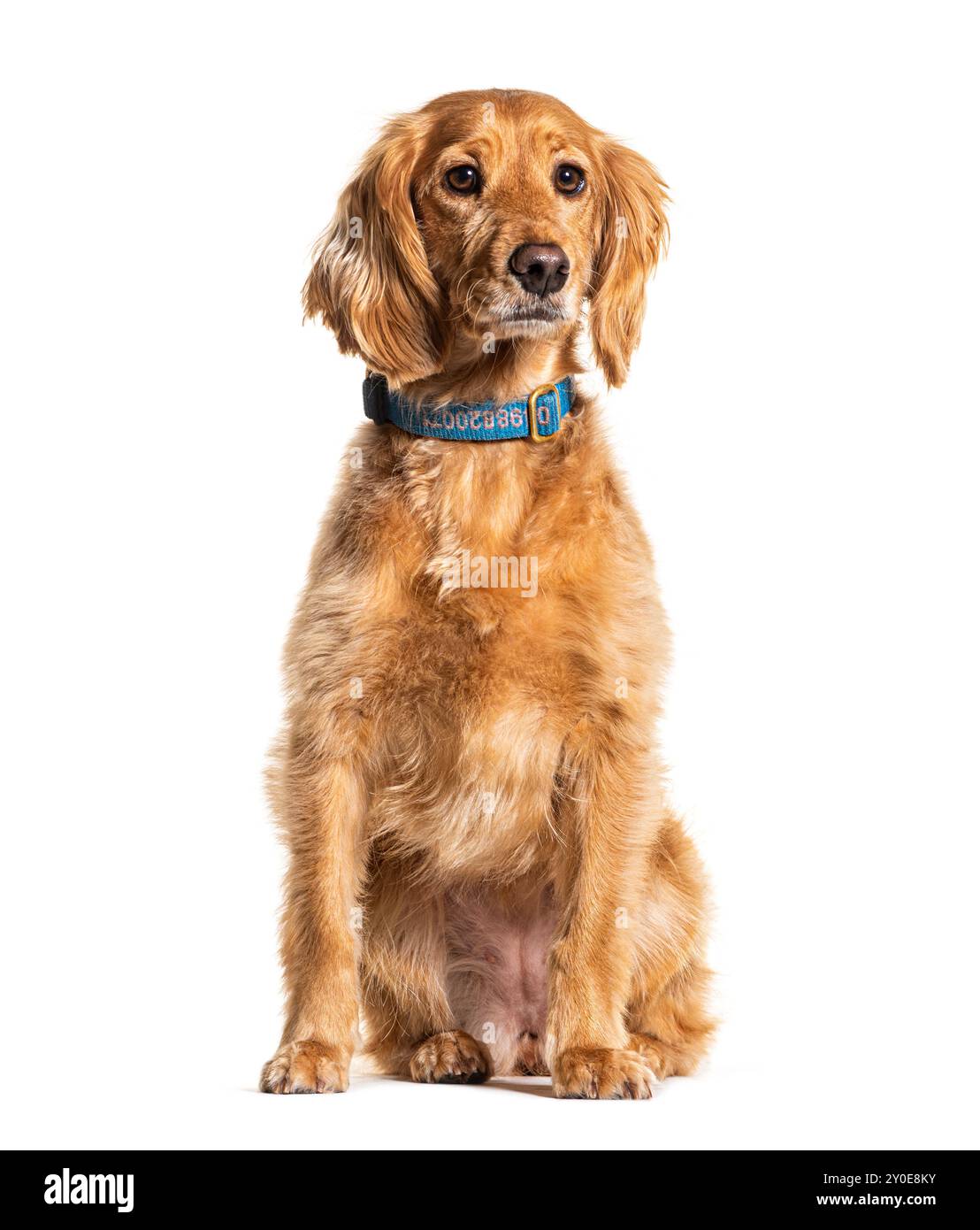 Cockapoo Cut Out Stock Images & Pictures - Alamy