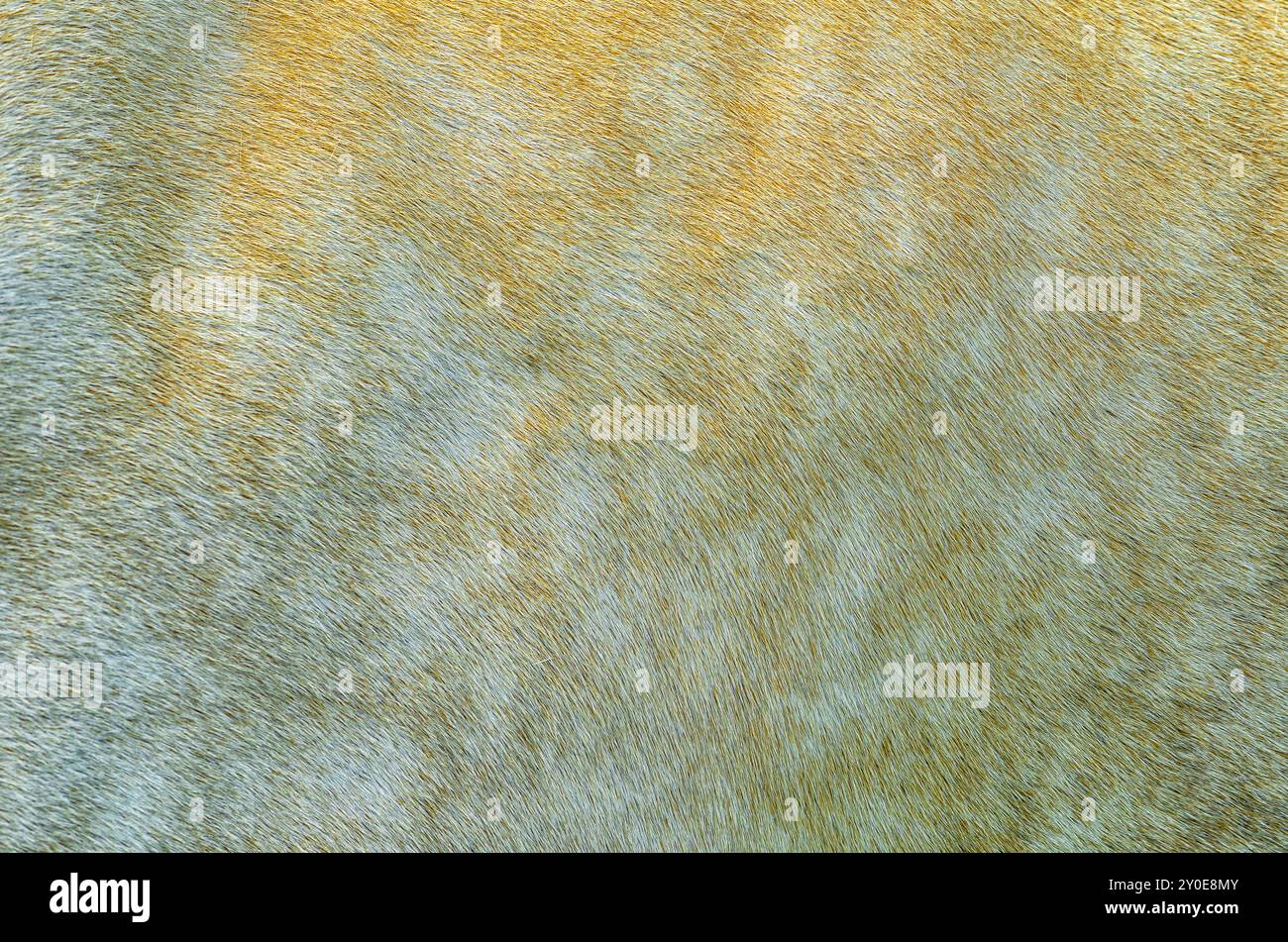 White mottled skin on horse's back in full screen mode. Close-up horse ...