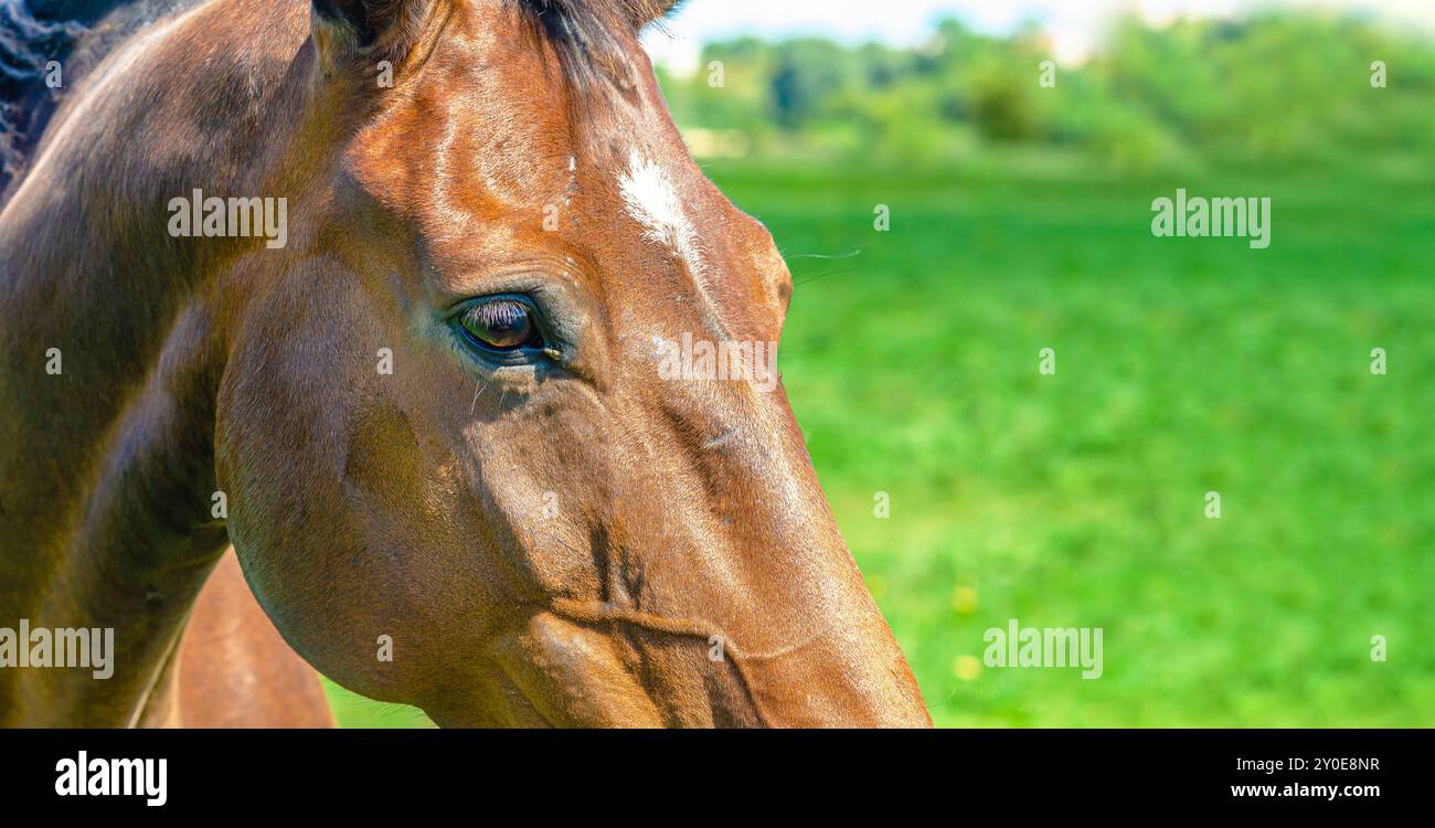 Sad brown mare with white spot on forehead with an expressive look ...