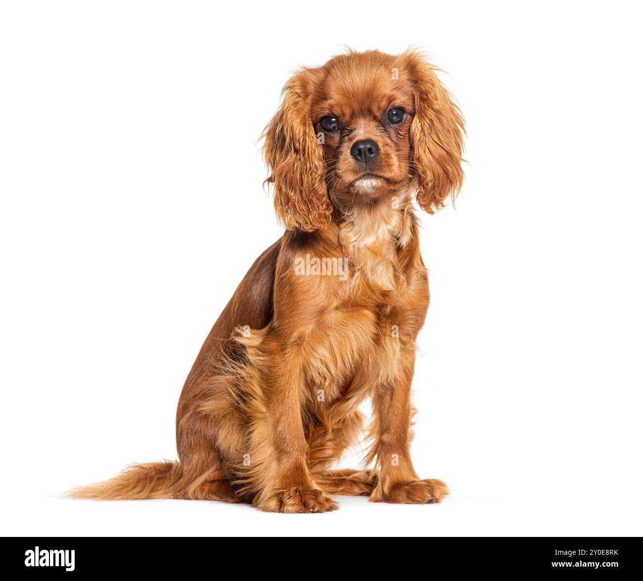 Young Cavallier King Charles, six months old, sitting and looking at ...