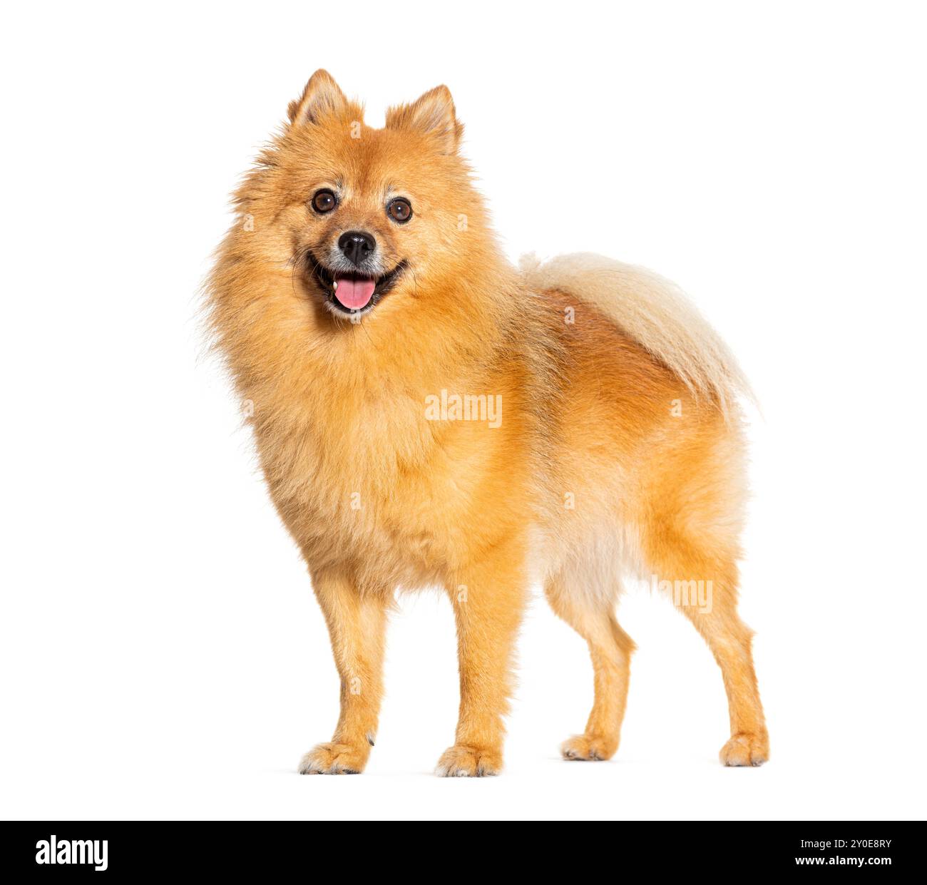 Happy red dog tongue Cut Out Stock Images & Pictures - Alamy