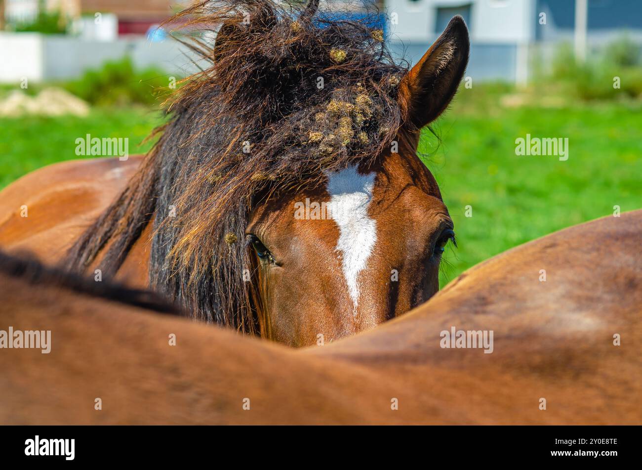 Interesting brown mare with white spot on forehead with expressive look ...