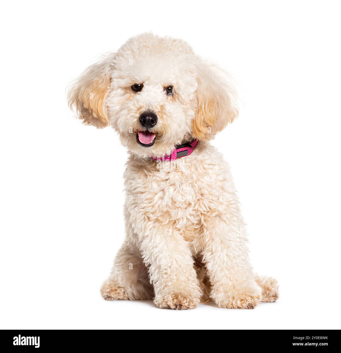 Poodle sitting, happy, panting, wearing a dog collar, isolated on white ...
