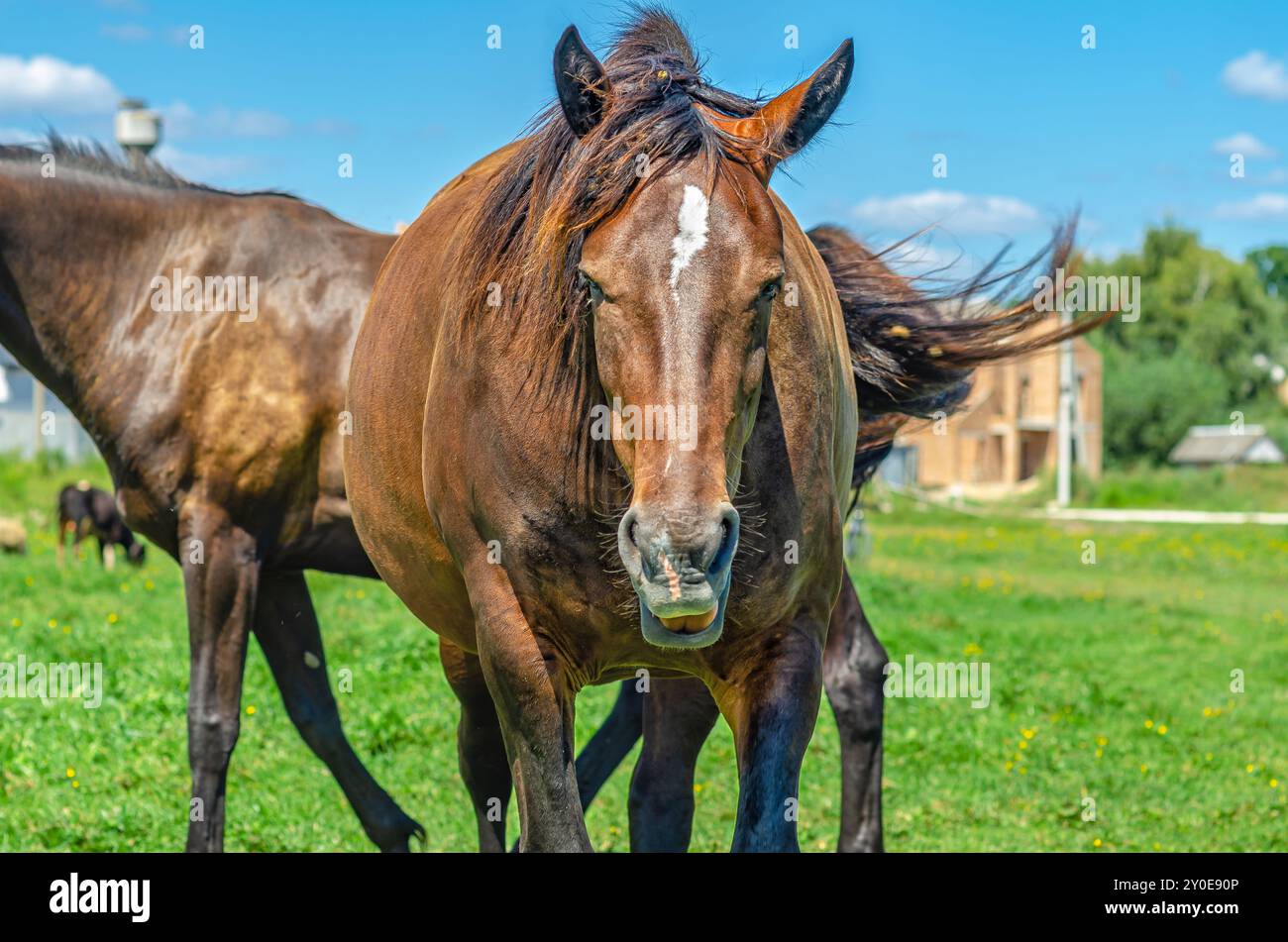 Brown horse with white spot on forehead. Unkempt horse mane, big belly ...