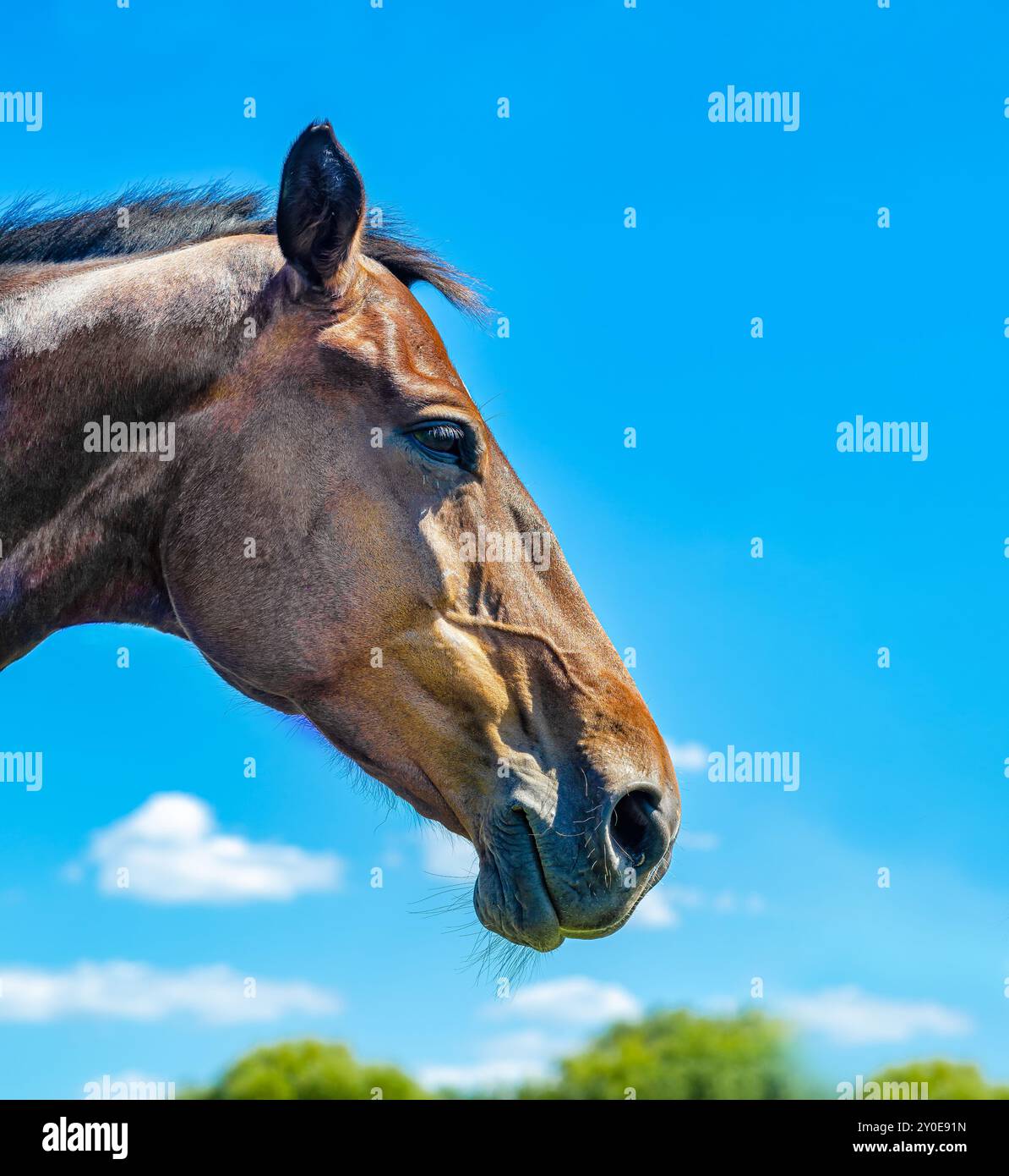 Side view head shot of a brown racehorse stallion against blue sky ...