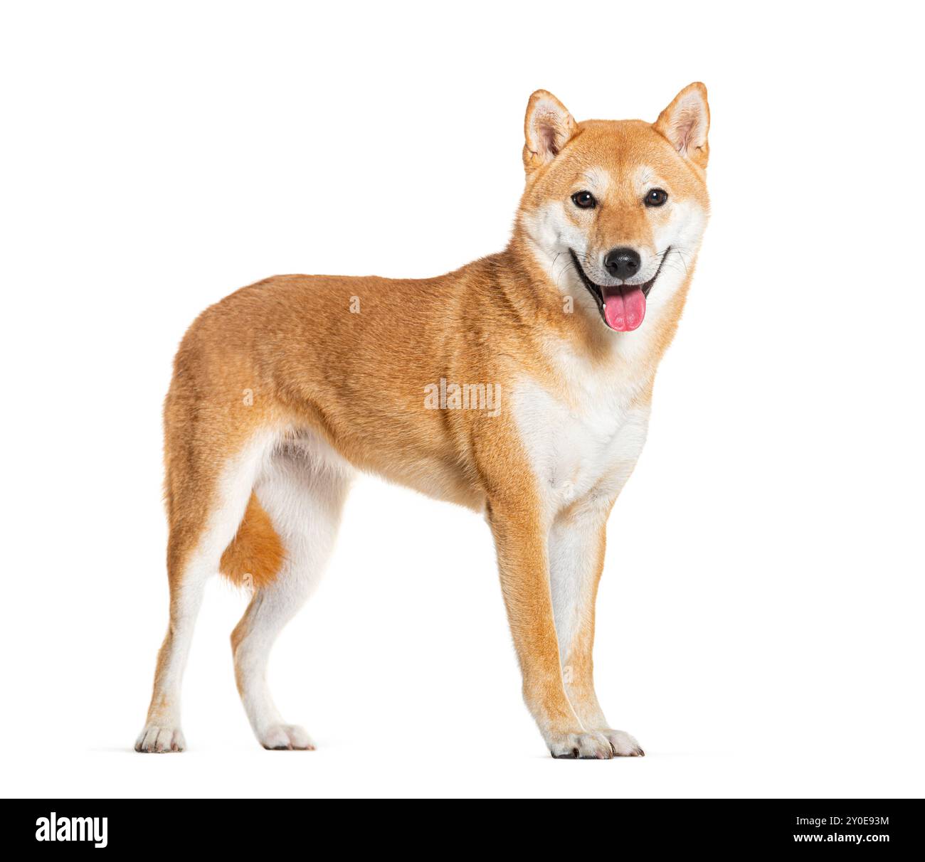 Side view of a Standing Shiba inu panting, isolated on white Stock ...