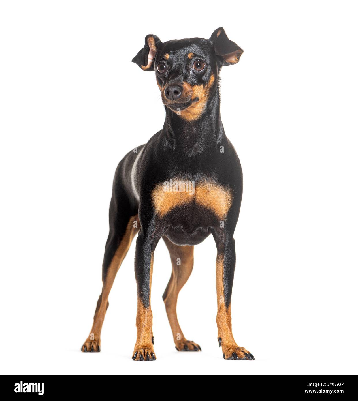 Prague Ratter, isolated on white Stock Photo - Alamy