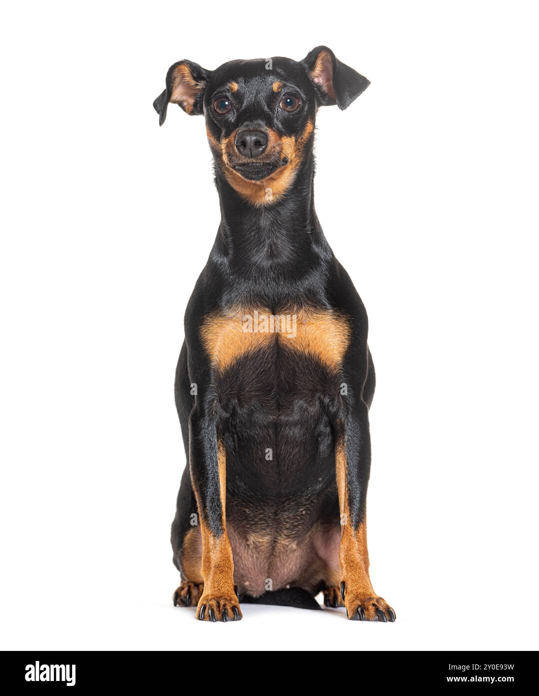 Prague Ratter, isolated on white Stock Photo - Alamy