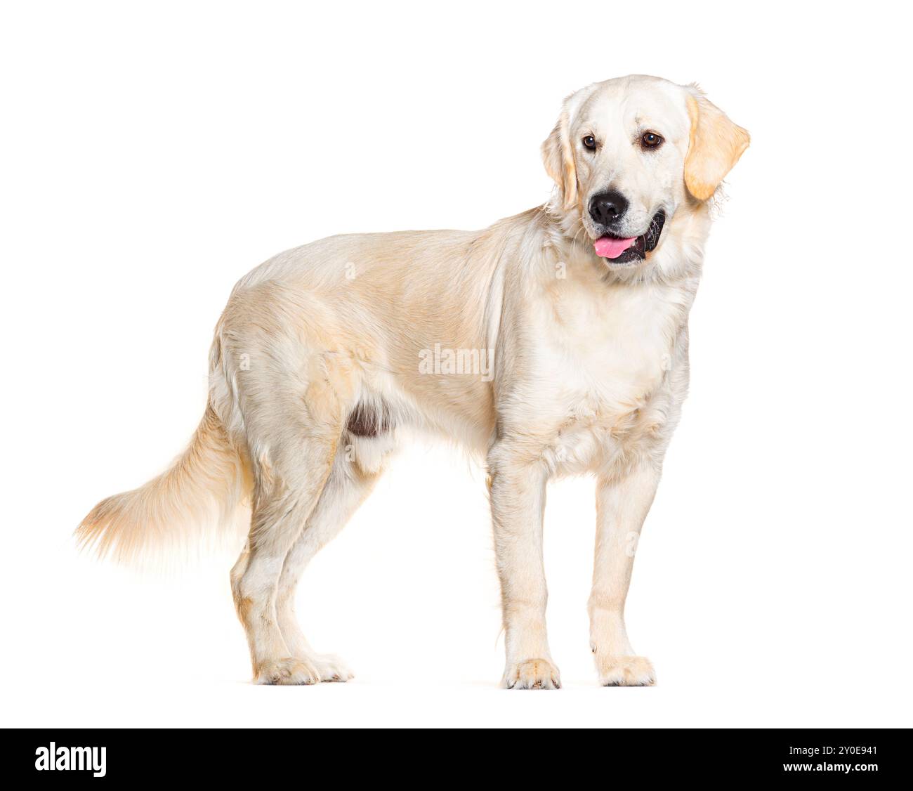Side view of a Golden retriever panting and standing in front, isolated ...
