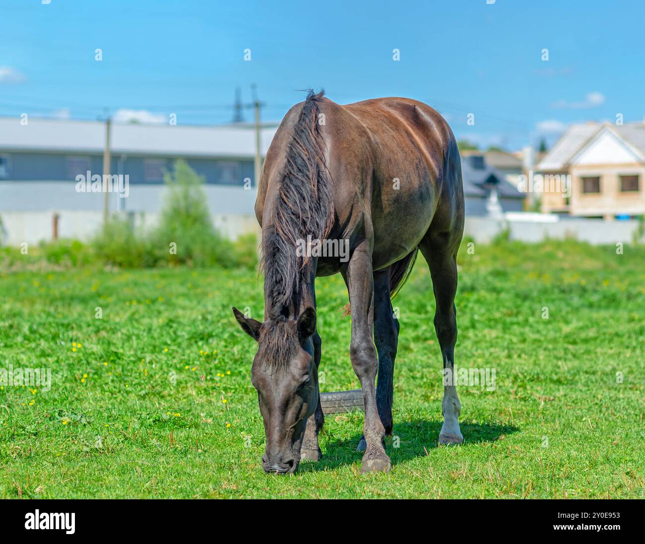 Front view of young black racehorse stallion grazing in meadow ...