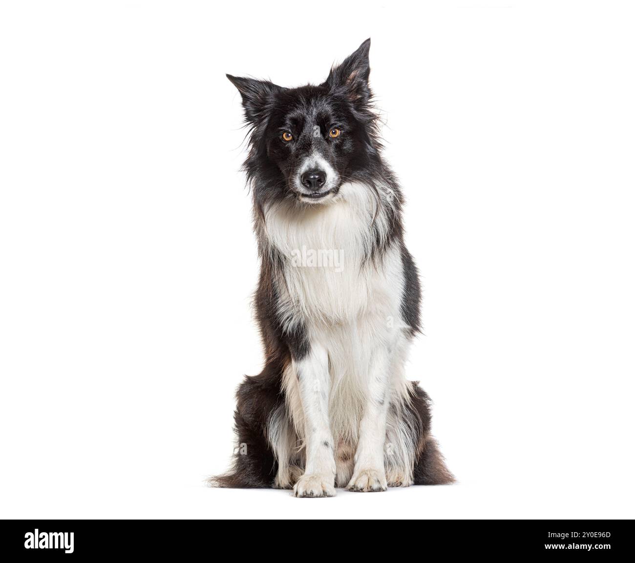 Piercing gaze Cut Out Stock Images & Pictures - Alamy