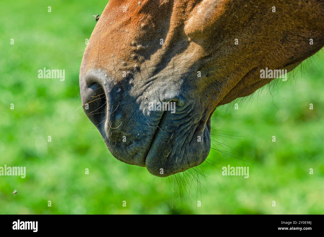 Horse nose and lips close-up. Part of horse's face on blurred green ...