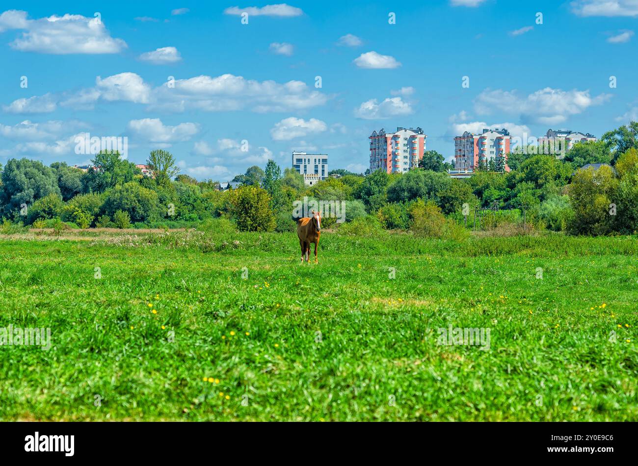 Distant view of brown horse with white spot on forehead in meadow ...
