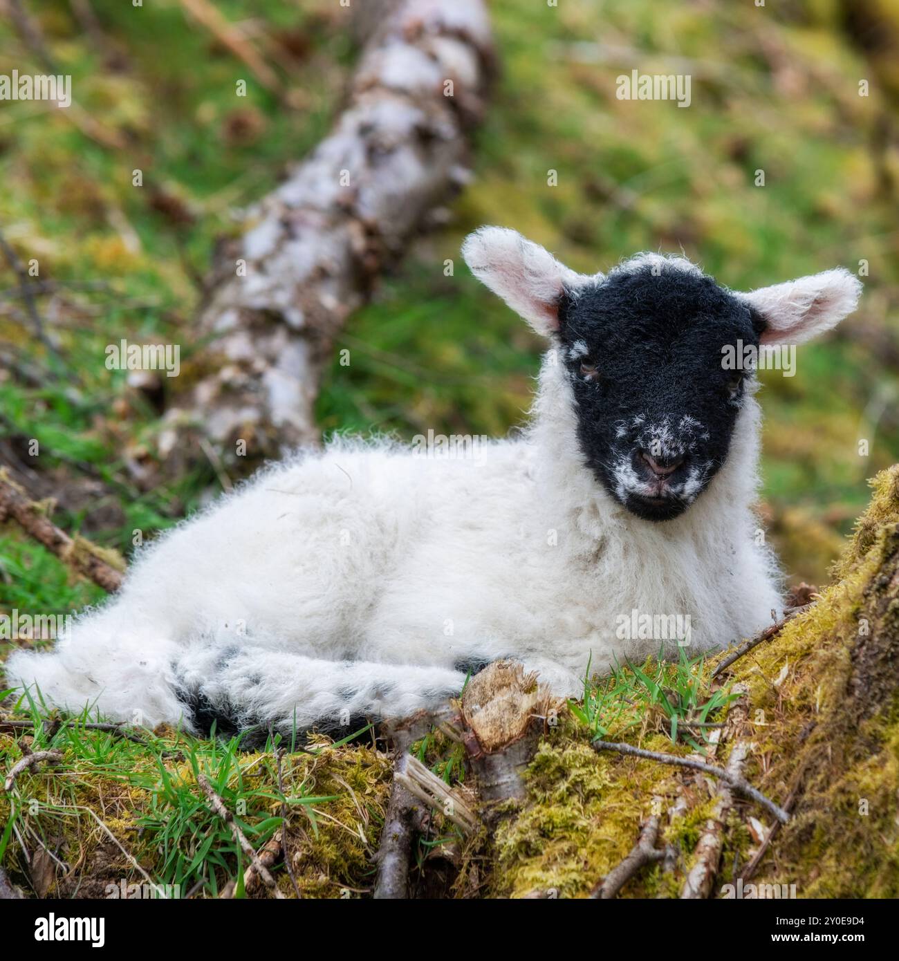 Lamb lying down hi-res stock photography and images - Alamy