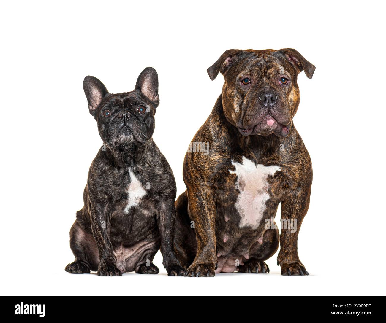 French Bulldog and American Bully , isolated on white Stock Photo - Alamy