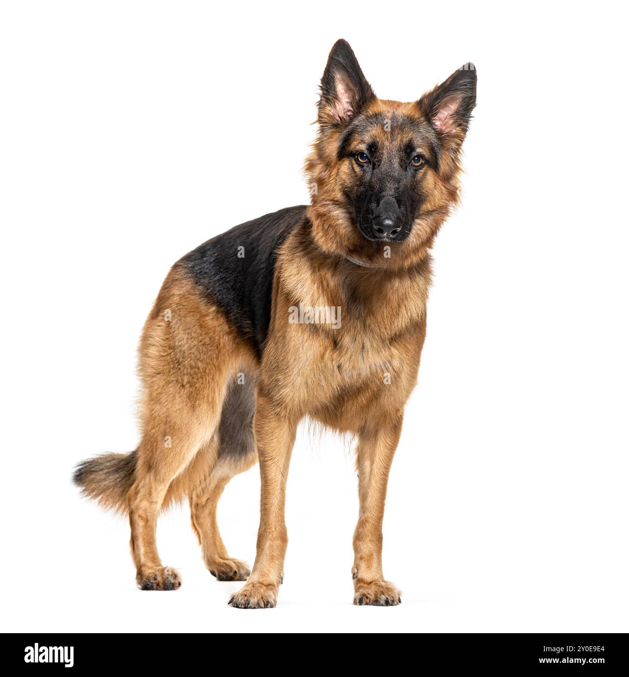 Standing German Shepherd, isolated on white Stock Photo - Alamy