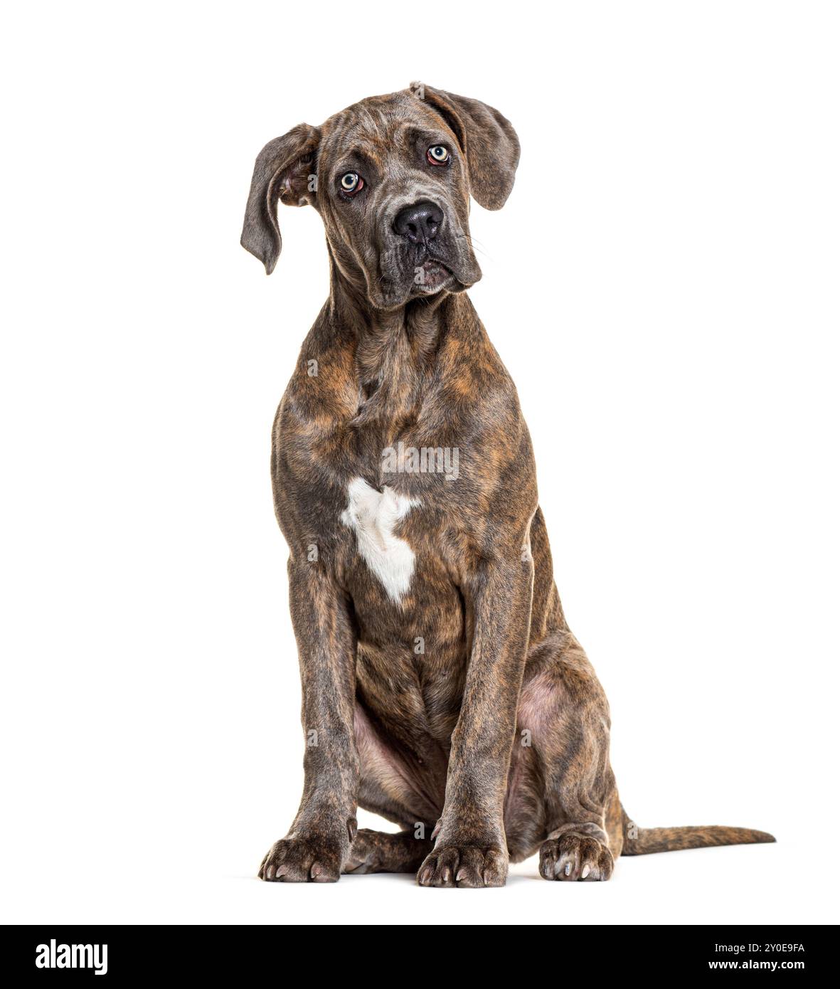 Sitting Cane Corso, isolated on white Stock Photo - Alamy