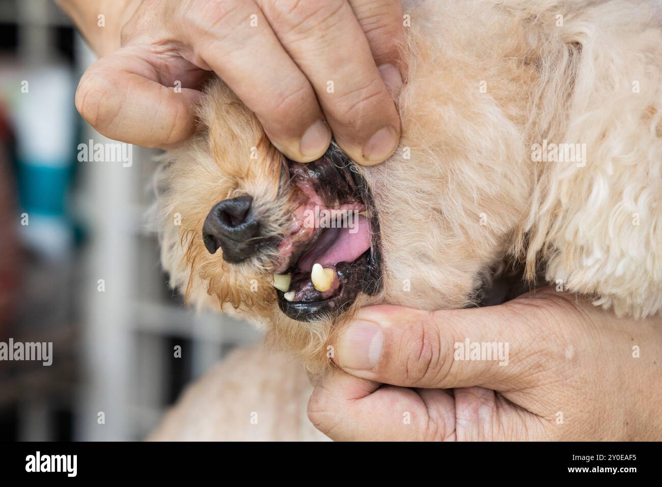 Closeup of dog with teeth gingivitis decay and gum problem had most of ...