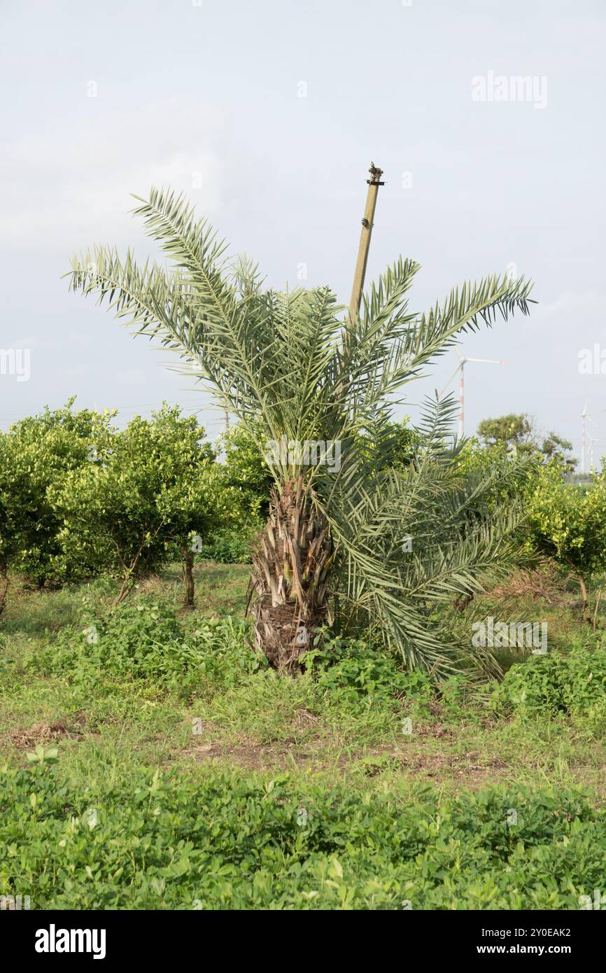 Palm tree fronds growth hi-res stock photography and images - Alamy