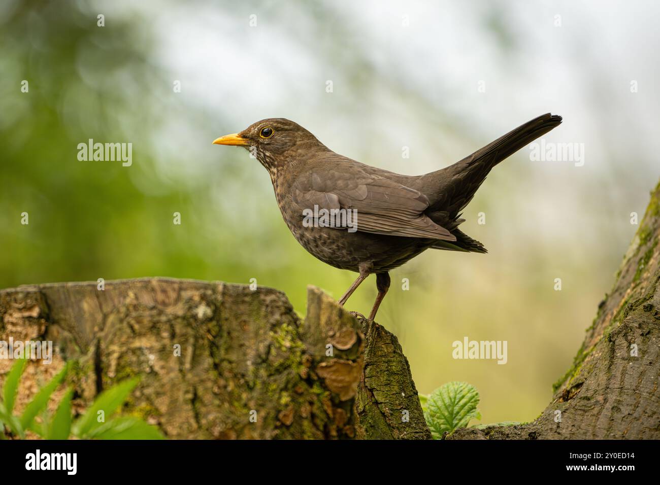 Female blackbird (Turdus merula) on tree stump, taken in woodland under ...