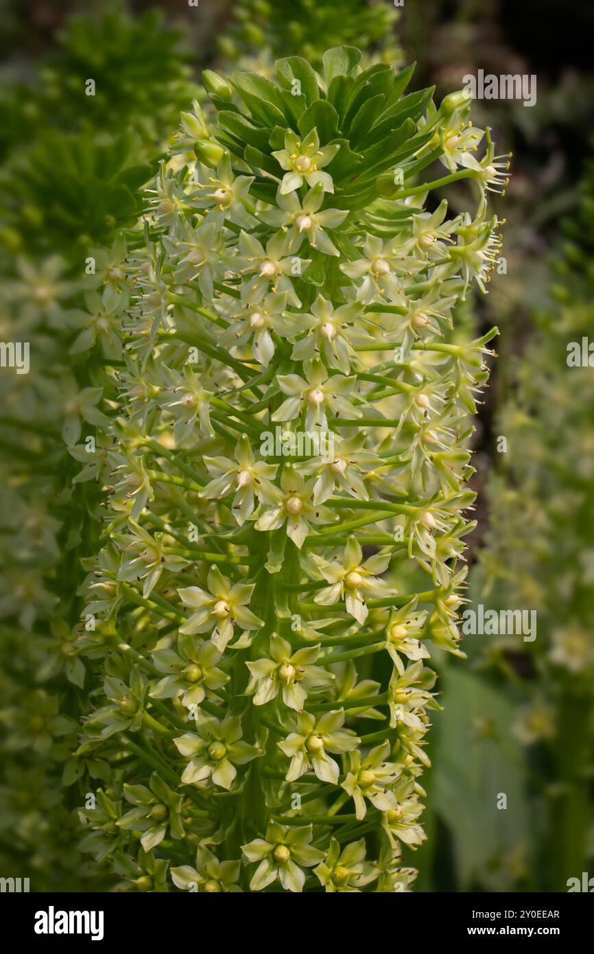 Closeup of flower spike Pineapple Lily (Eucomis pallidiflora subsp ...