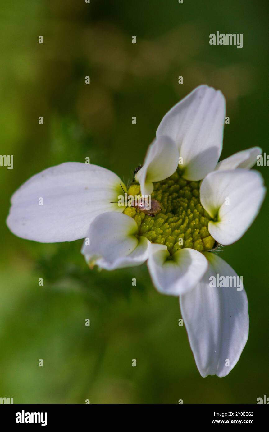 Cucujiform beetles hi-res stock photography and images - Alamy