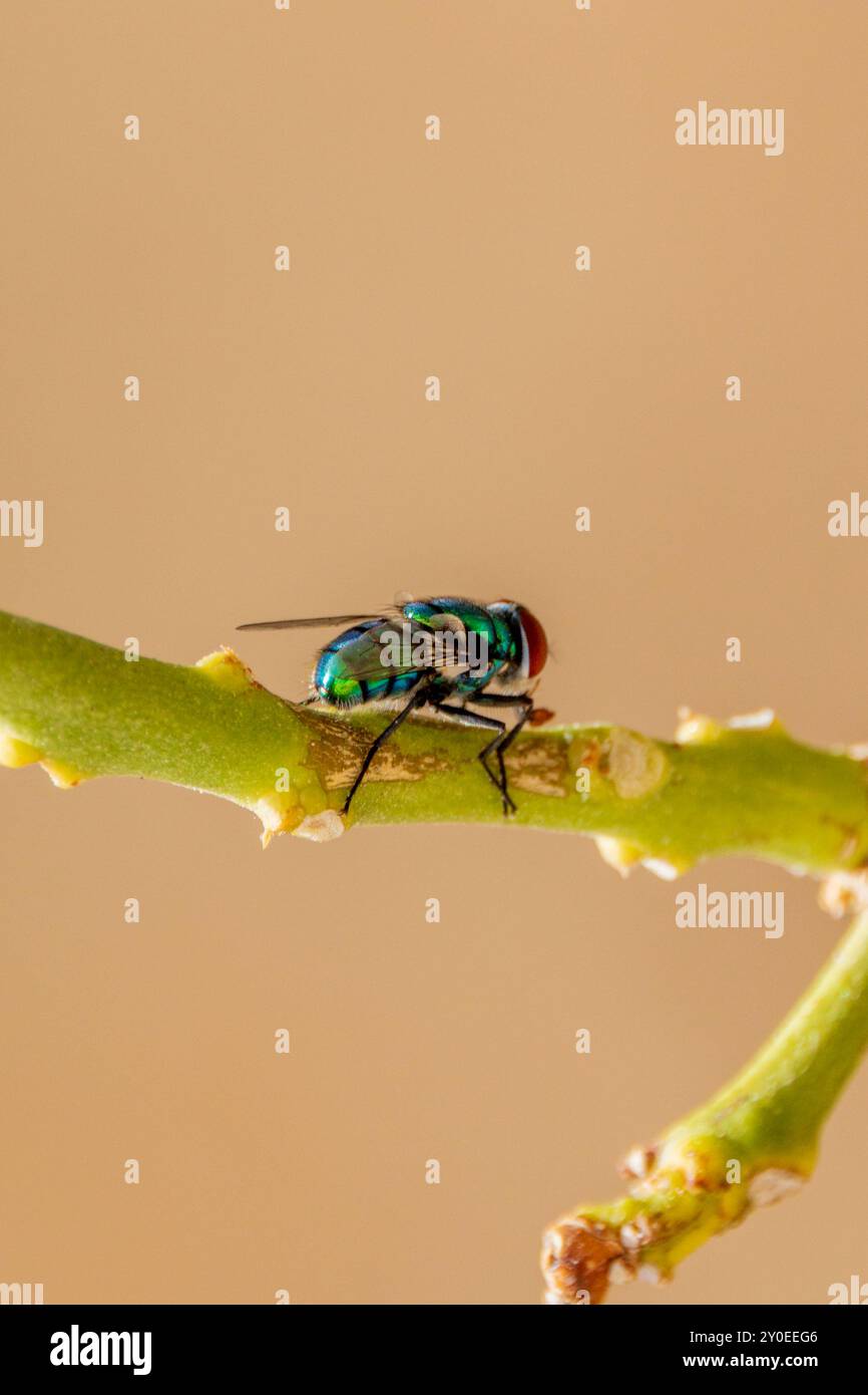 Chrysomya albiceps, Banded Blowfly Stock Photo - Alamy