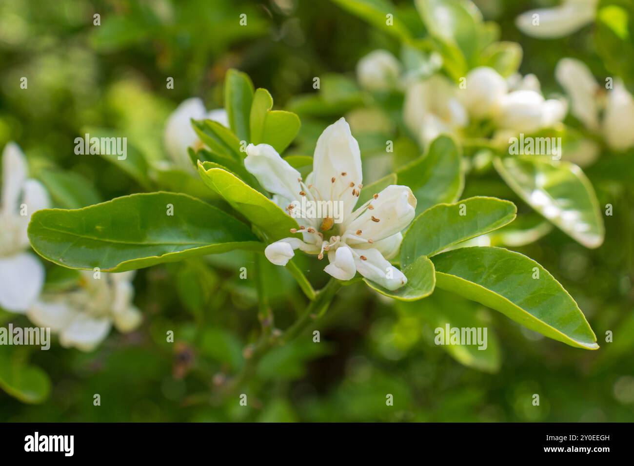 Clementine farm hi-res stock photography and images - Alamy