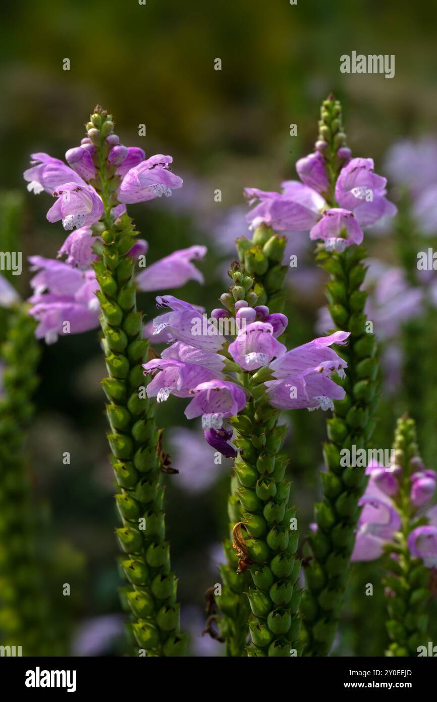 Physostegia virginiana rose crown hi-res stock photography and images ...