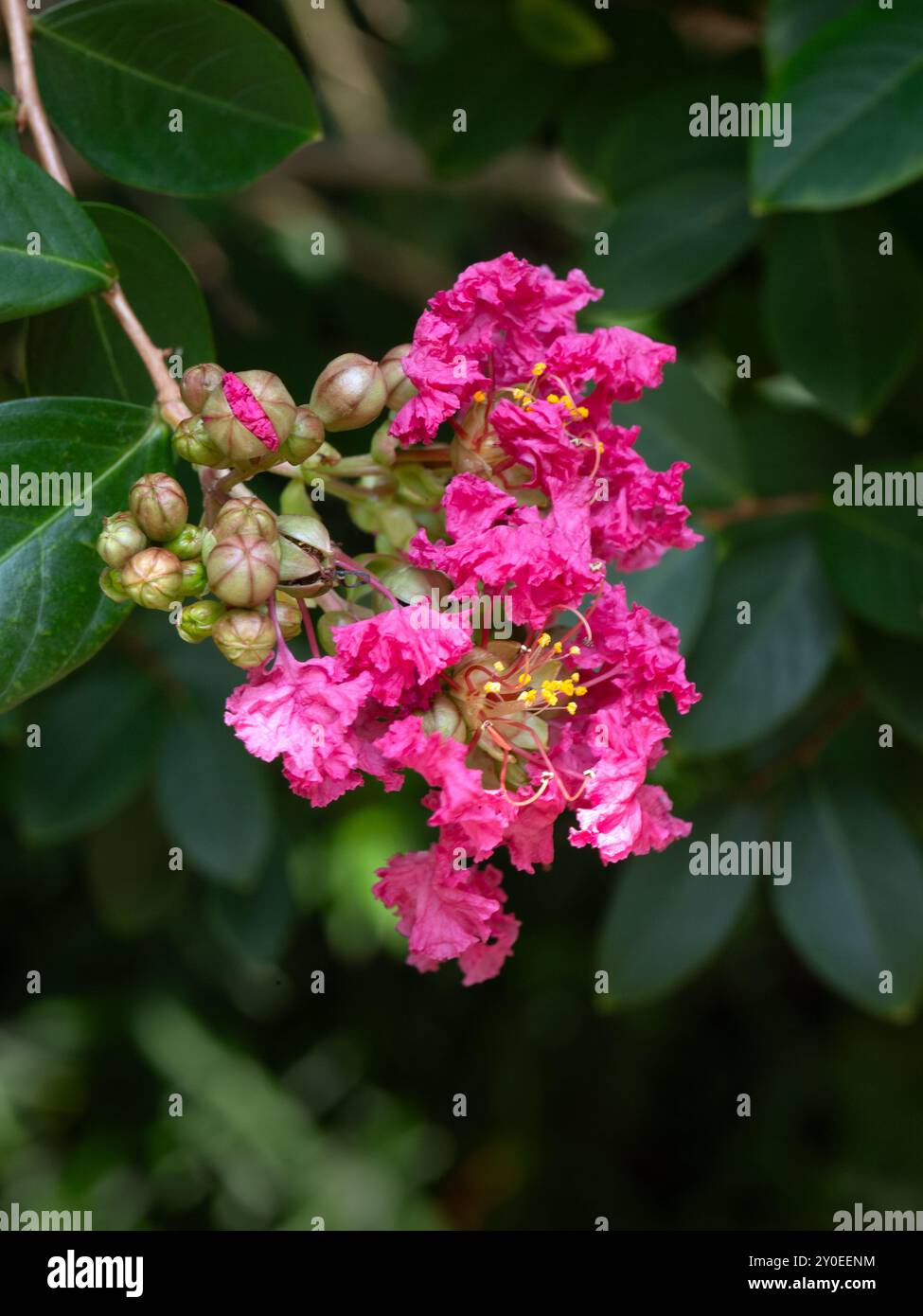 Closeup of flowers of crape myrtle tree (Lagerstroemia indica) in a ...