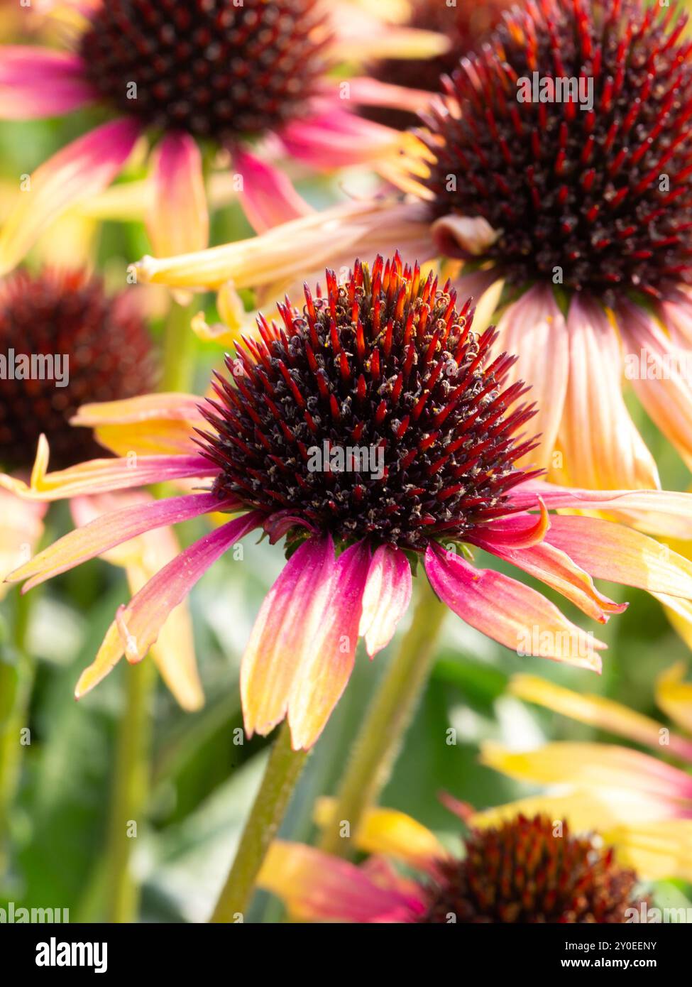 Parrot coneflower hi-res stock photography and images - Alamy