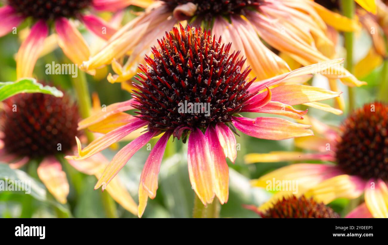 Parrot coneflower hi-res stock photography and images - Alamy