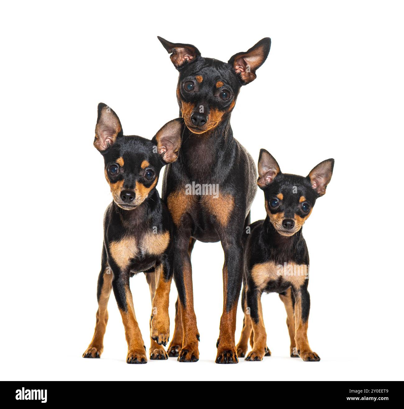 Mother Miniature Pinscher and puppies four months old, isolated on ...