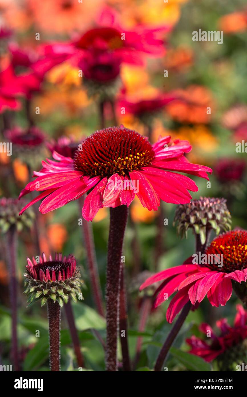 Echinacea sunseekers red hi-res stock photography and images - Alamy