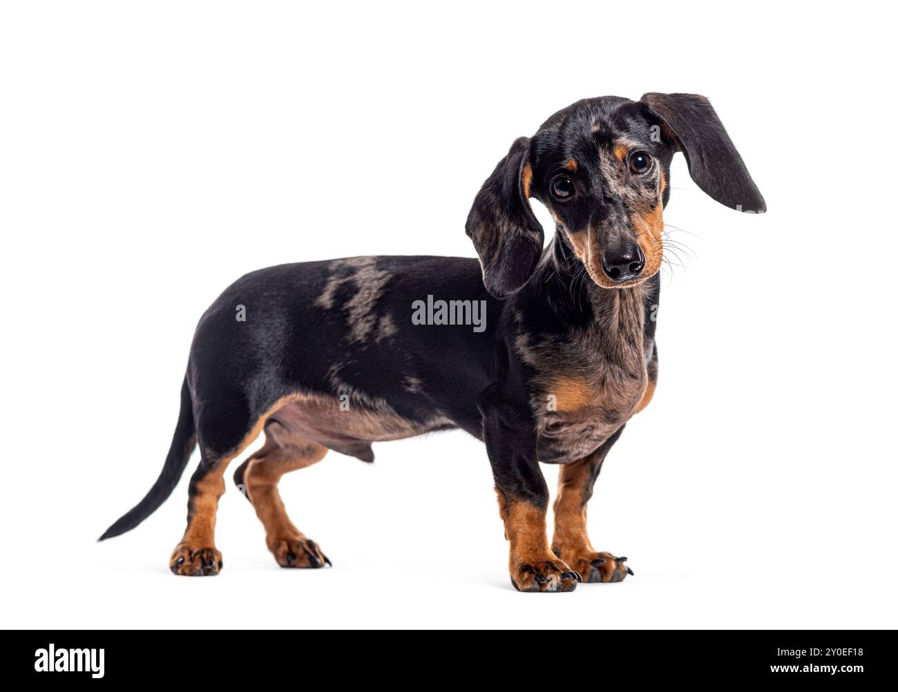 Side view of a Blue merle bicolor Dachshund looking at the camera ...