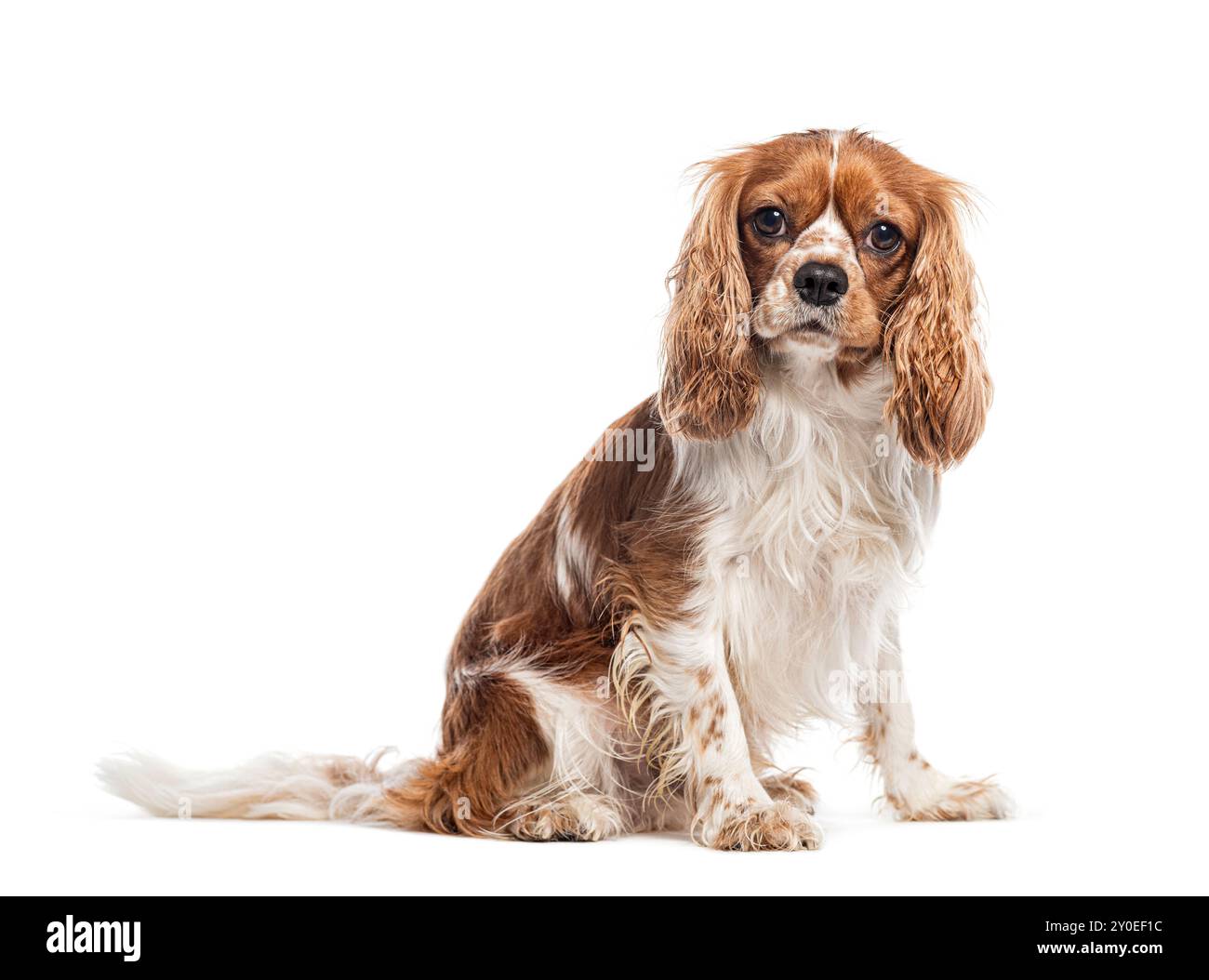 Side view of a Cavalier King Charles sitting looking at the camera ...