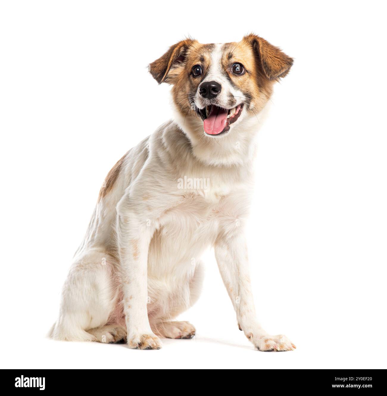 Happy mongrel hi-res stock photography and images - Alamy
