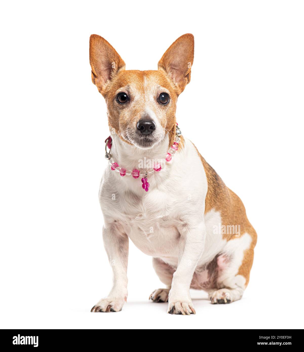 Jack Russell Terrier wearing a pink pearl necklace, Isolated on white ...