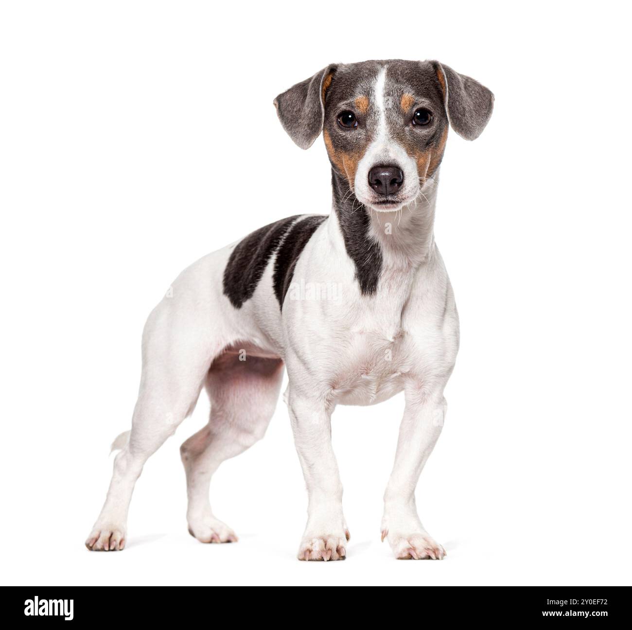 Tricolor portrait of a cute Jack Russell Terrier puppy, Isolated on ...