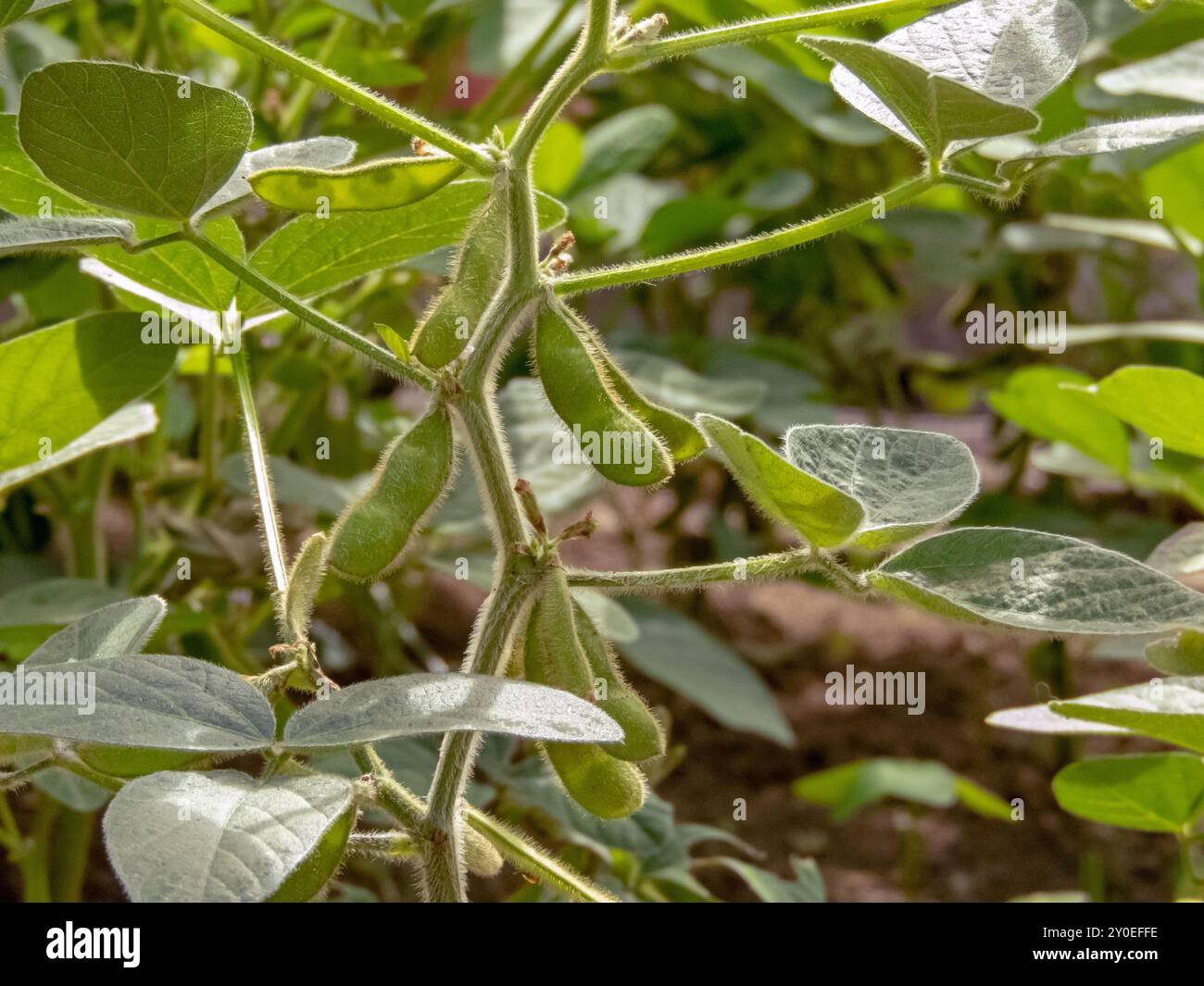Soybean, soy bean or soya bean plant. Glycine max green hairy bean pods ...