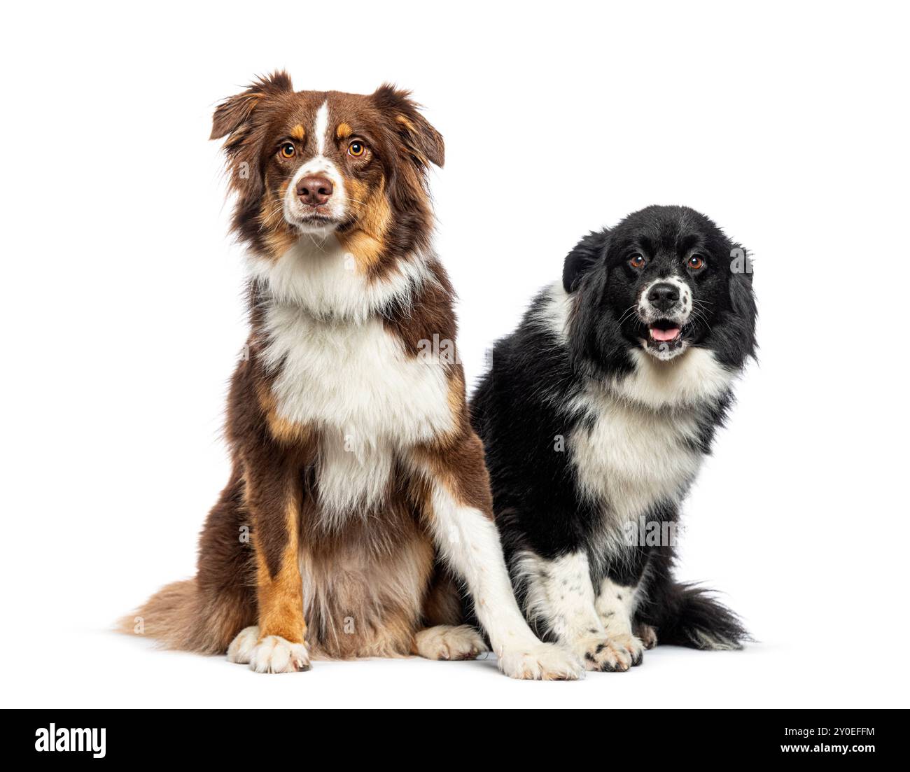 Two Australian Shepherds sitting together, isolated on white Stock ...